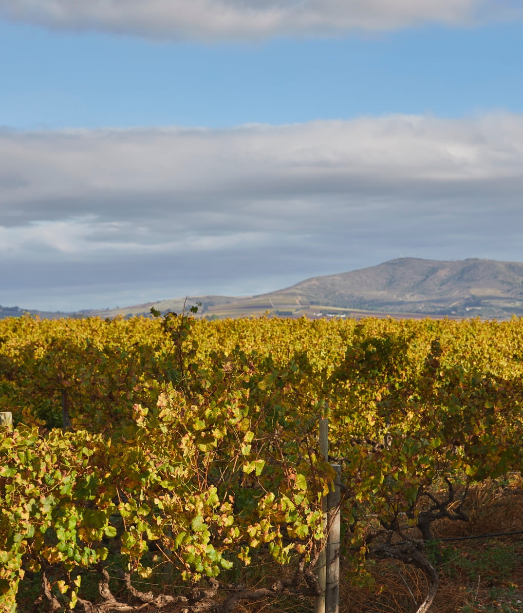 Van Hunks | South African Premium Sparkling Wines | Shop Online ...